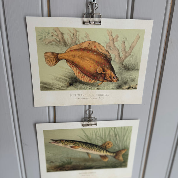 Posteri 24*18, punakampela - Sarustiikka